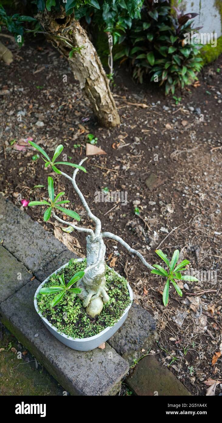 Chlorophyll bloom hi-res stock photography and images - Alamy