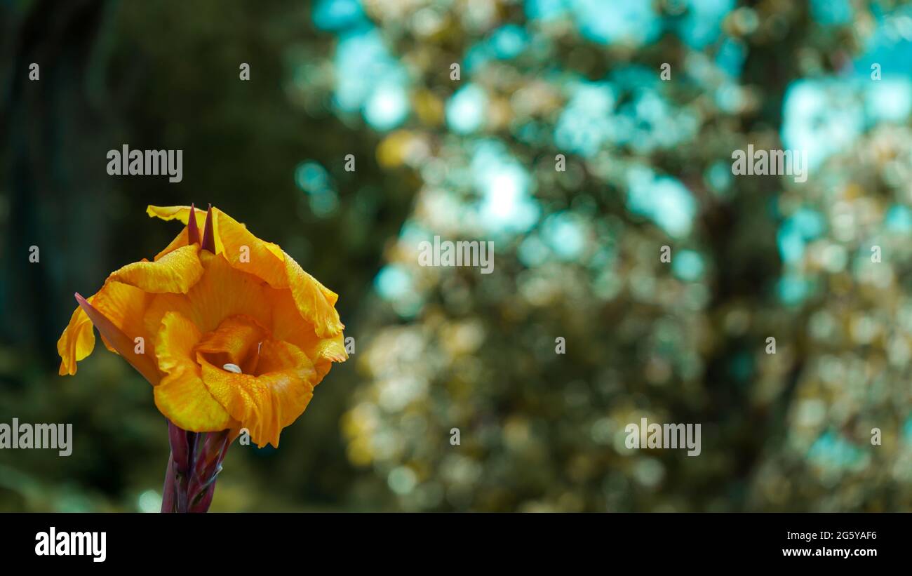 tropical flowers that bloom in the morning Stock Photo - Alamy