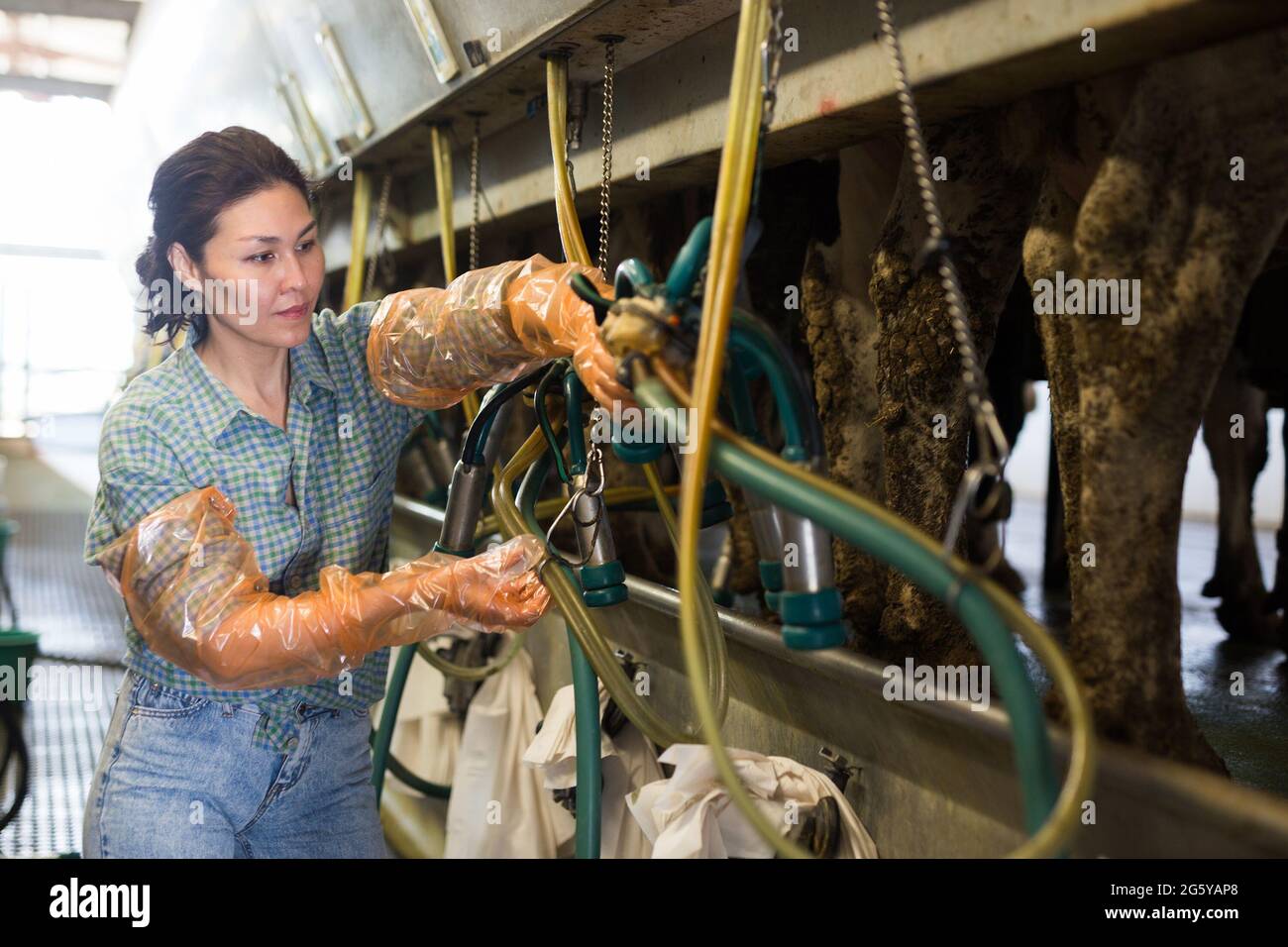 Woman working at milking line at farm Stock Photo - Alamy