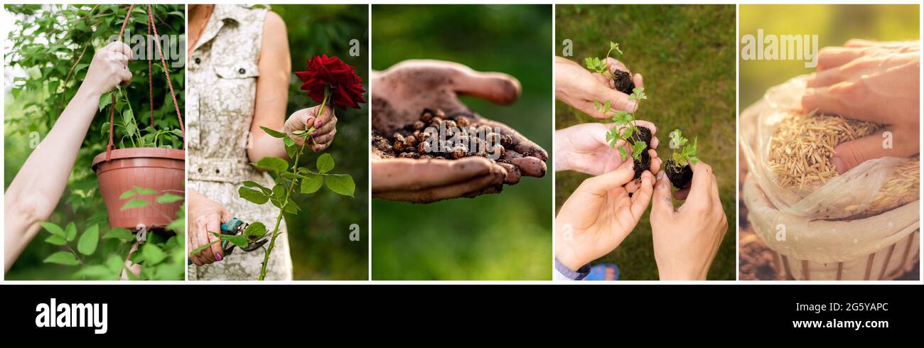 collage of farm garden agriculture concept, collect harvest and crop ...