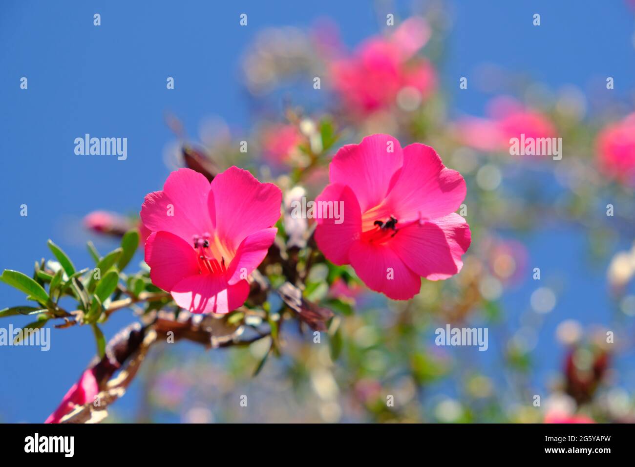 Peru Cusco - Inca ruins Qorikancha garden flower Stock Photo - Alamy