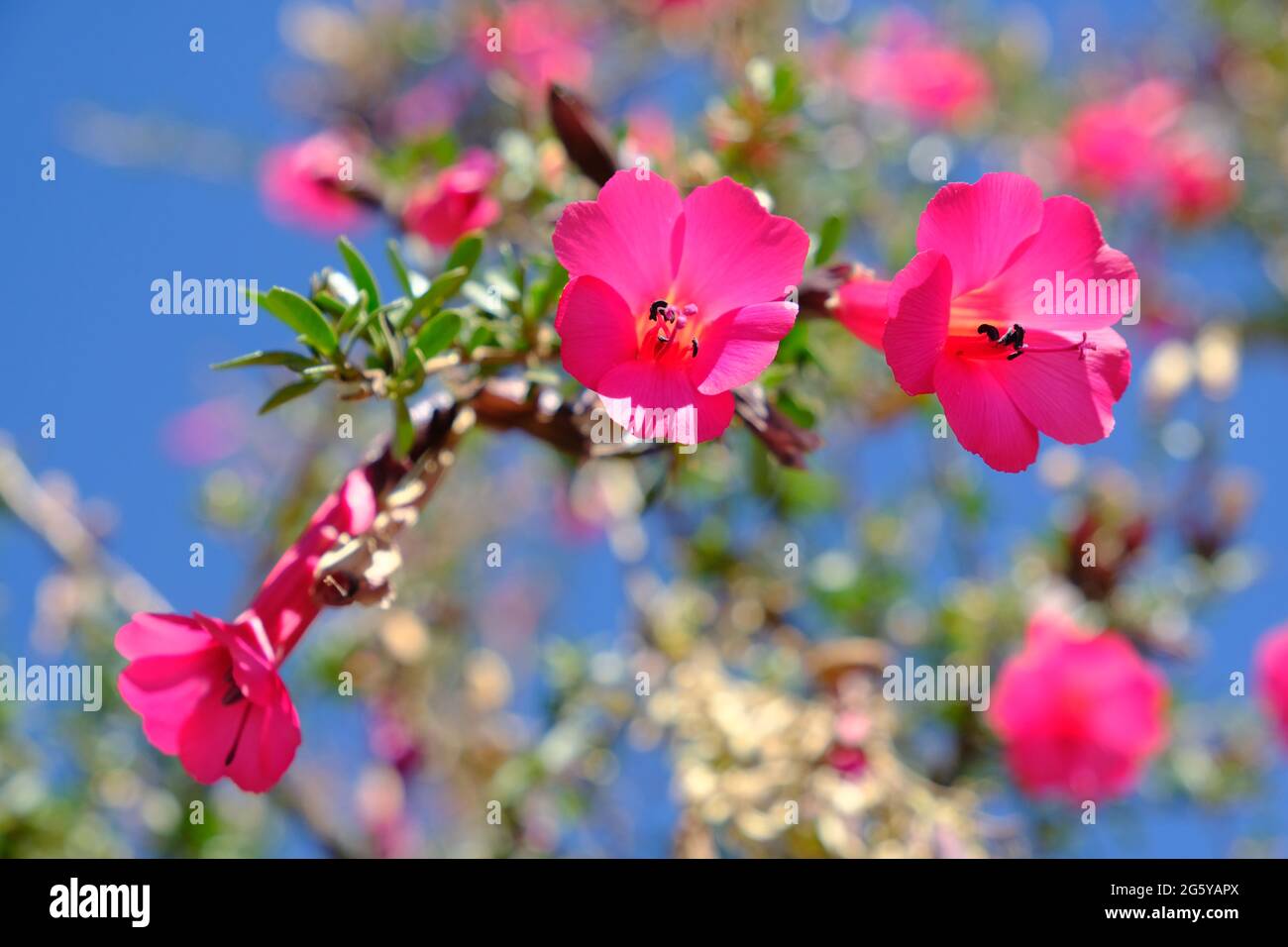 Cusco inca illustration hi-res stock photography and images - Alamy