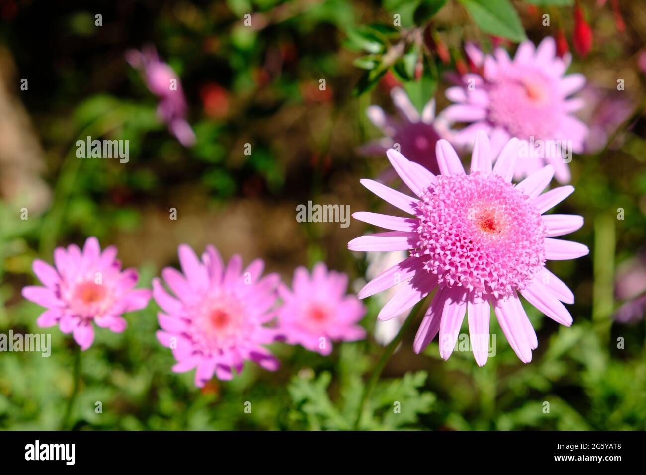 Peru Cusco - Inca ruins Qorikancha garden purple flower Stock Photo - Alamy