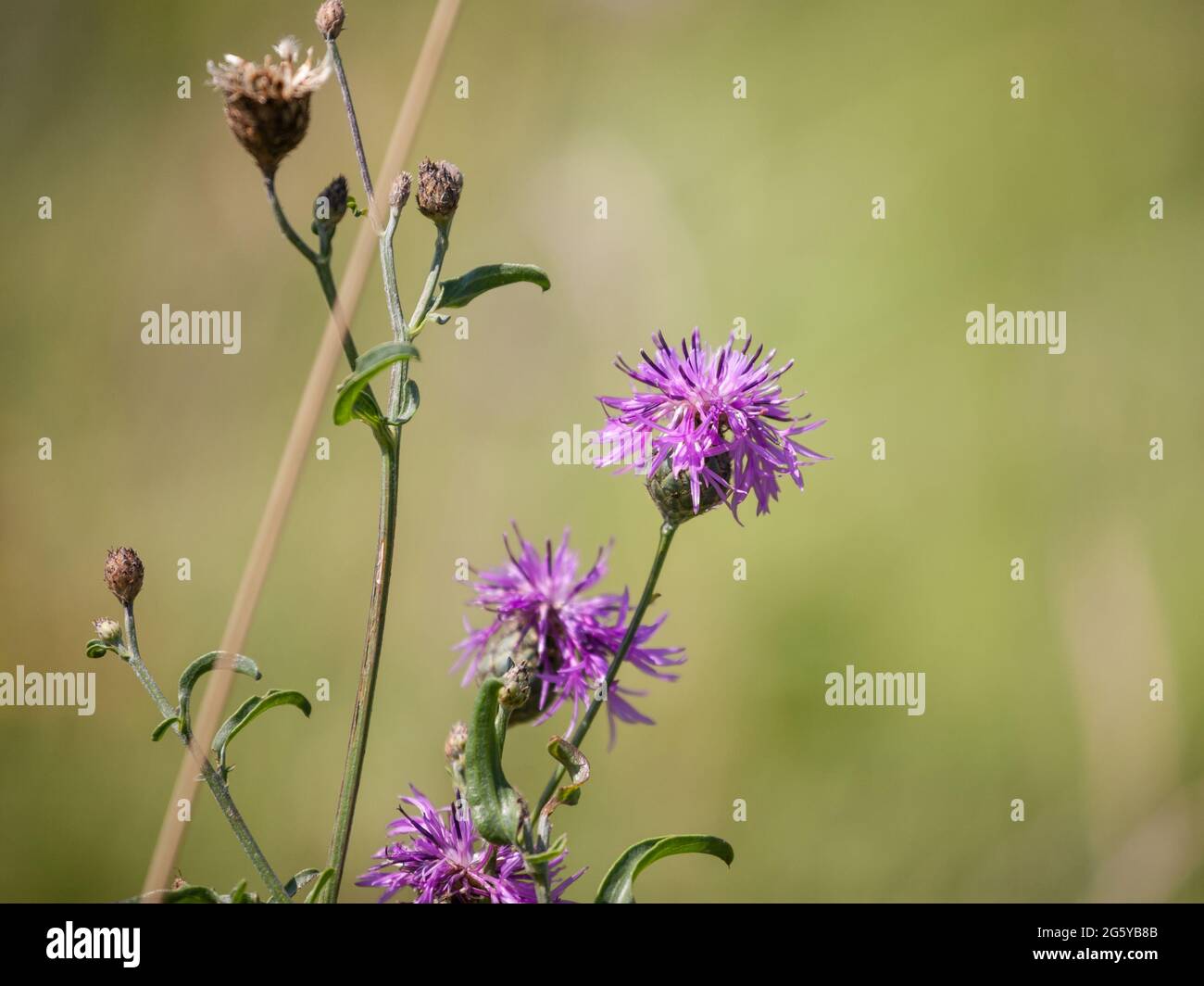 Cirsum vulgare hi-res stock photography and images - Alamy