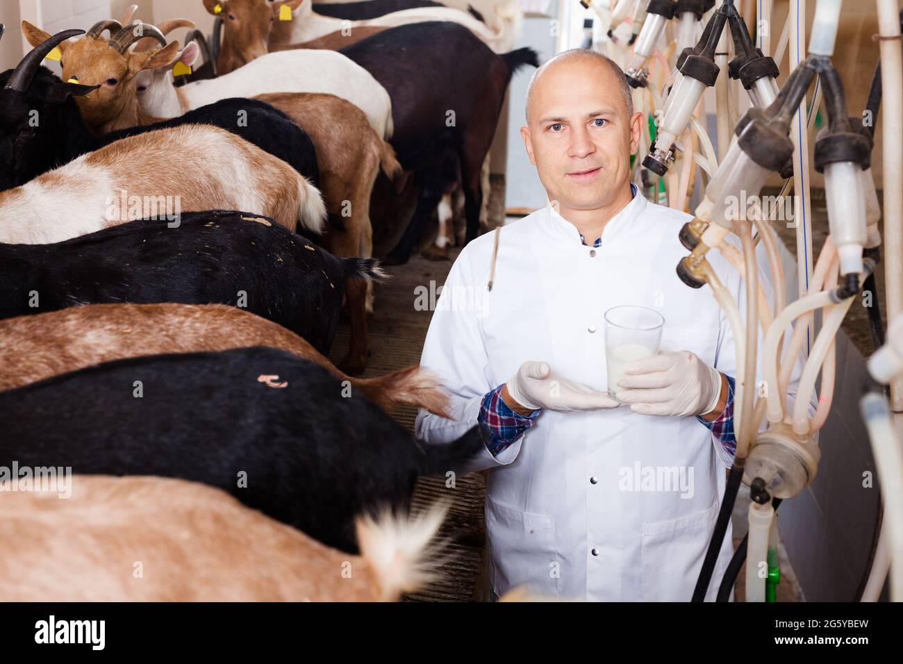 Farm worker in barn with cow milking machines Stock Photo - Alamy