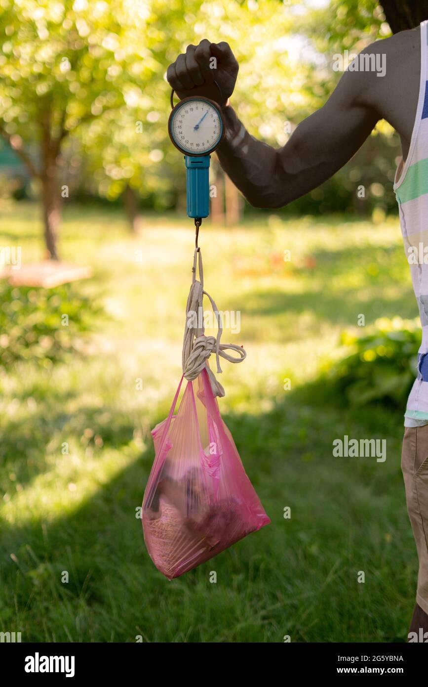 farmer hand weigh the collected harvest to sell Stock Photo - Alamy