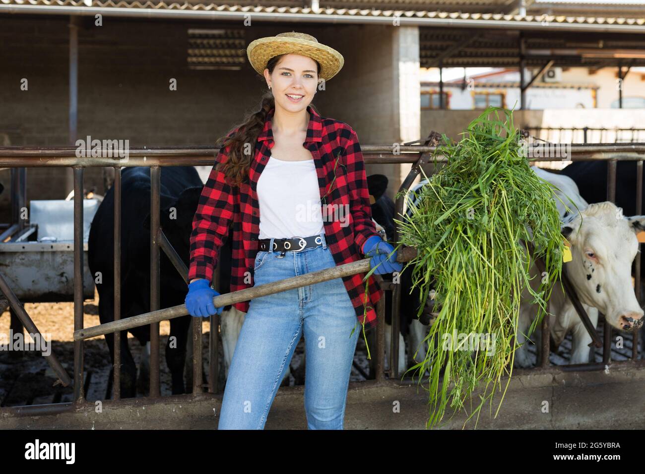 Young girl farmer feeding cows on dairy farm Stock Photo - Alamy