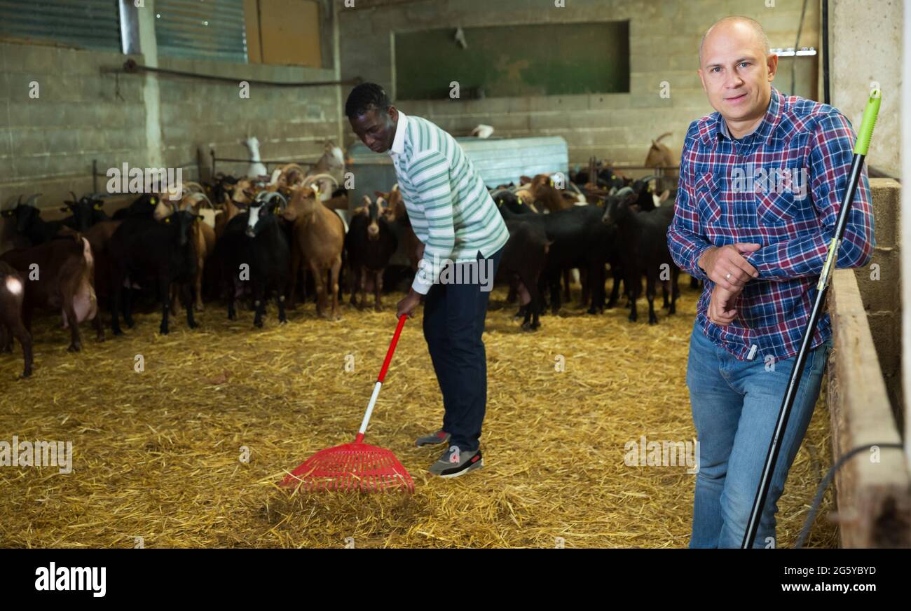 Two men working in goat barn Stock Photo - Alamy