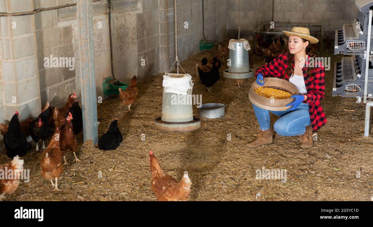 Young attractive woman feeding hens Stock Photo - Alamy