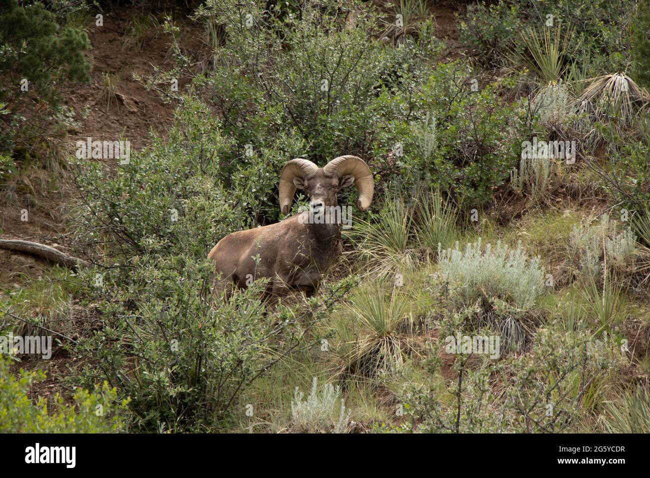 Alpha Male Bighorn Sheep Stock Photo - Alamy