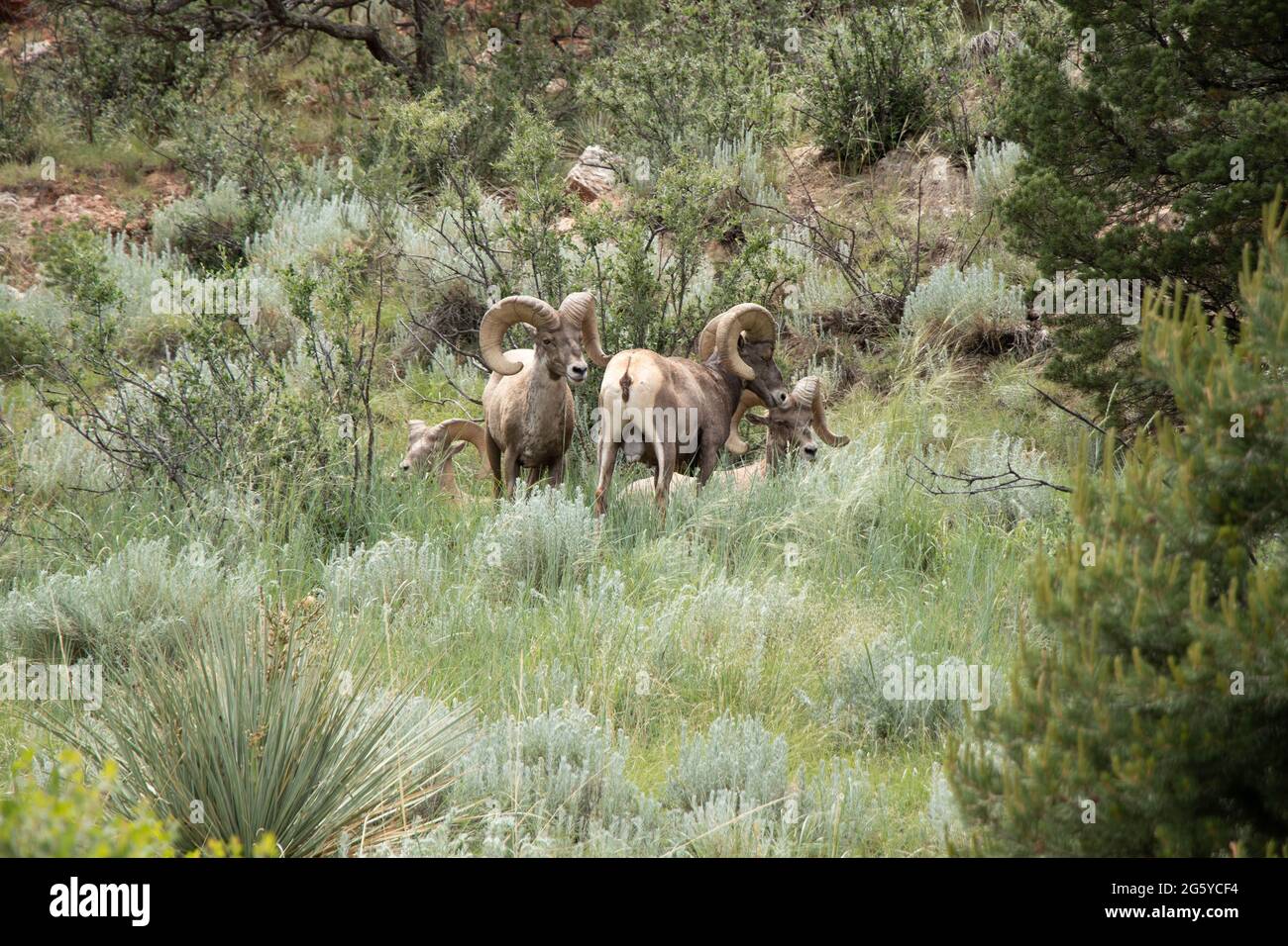 Alpha male herd of sheep hi-res stock photography and images - Alamy