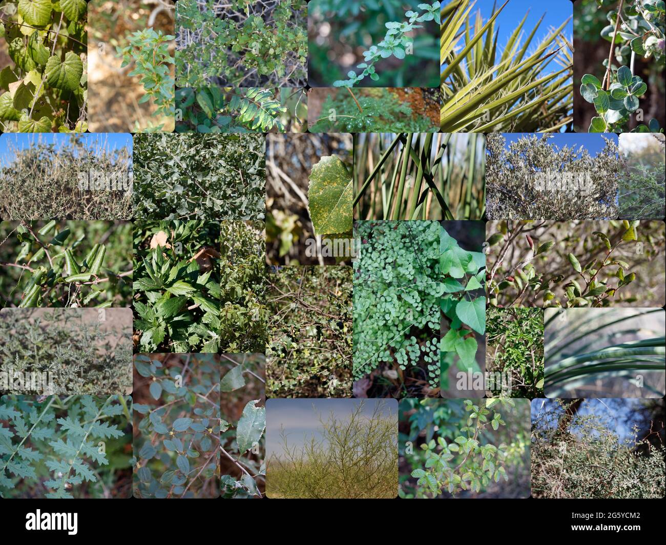 30 species of leaf bearing Southern California indigenous plants ...