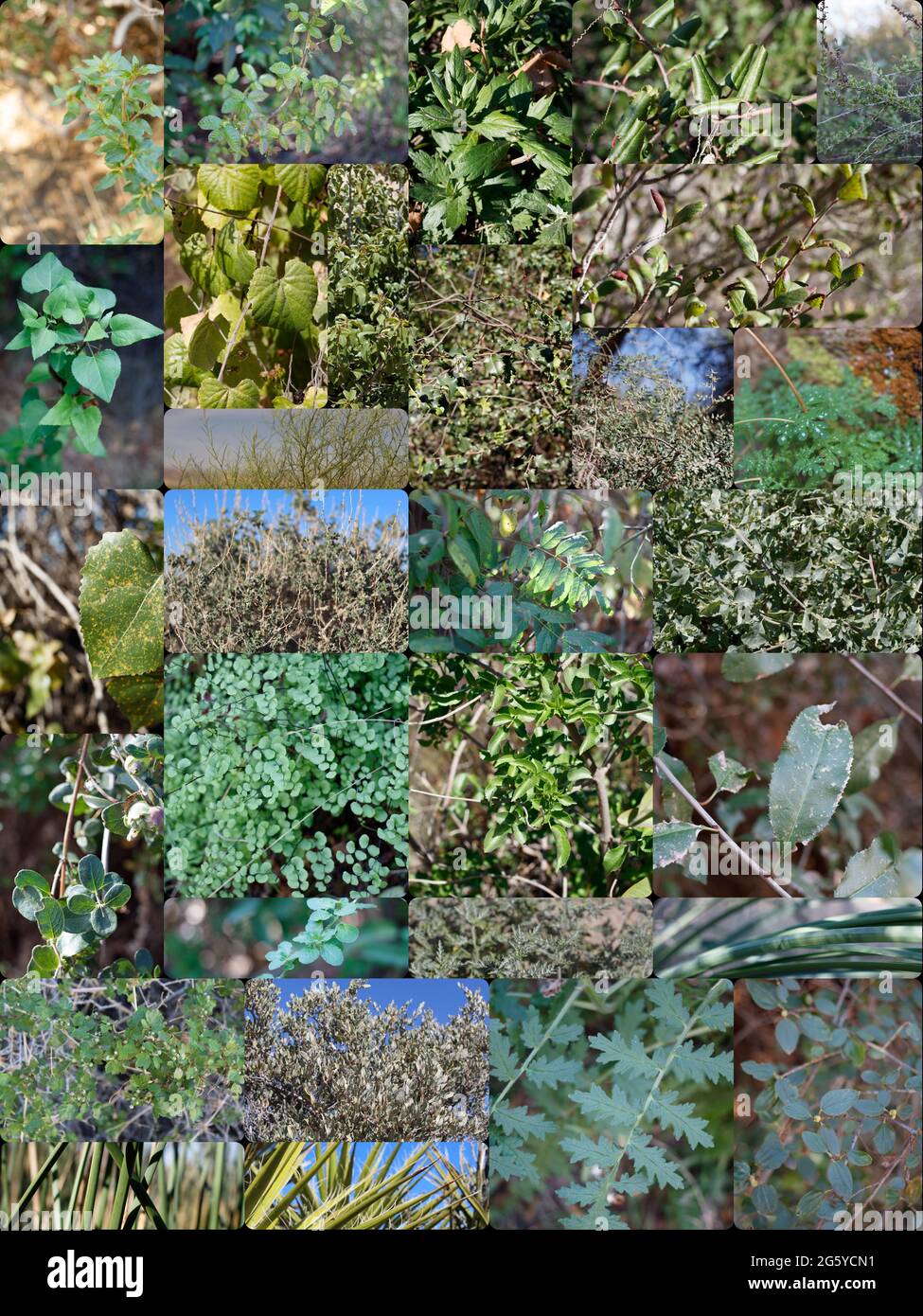 30 species of leaf bearing Southern California indigenous plants ...