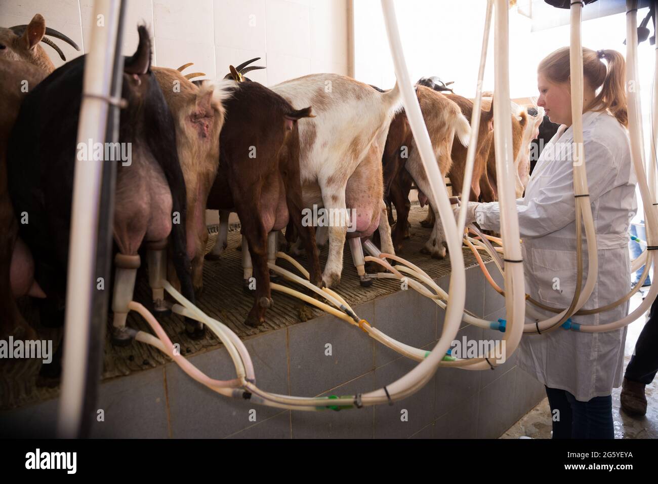 Back view of goats with milking clusters and farmer Stock Photo - Alamy