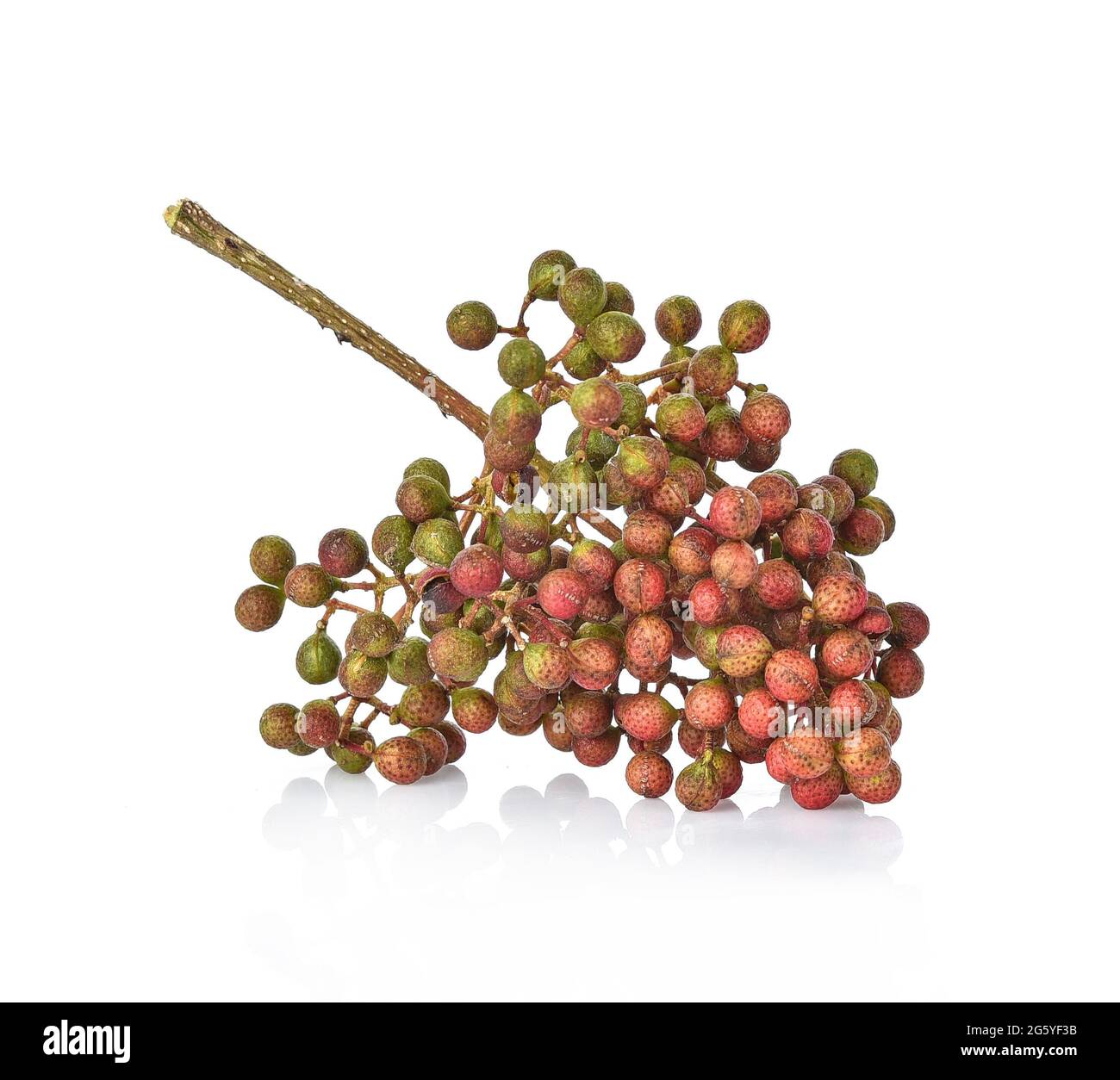 Zanthoxylum limonella Alston isolated on white background Stock Photo ...