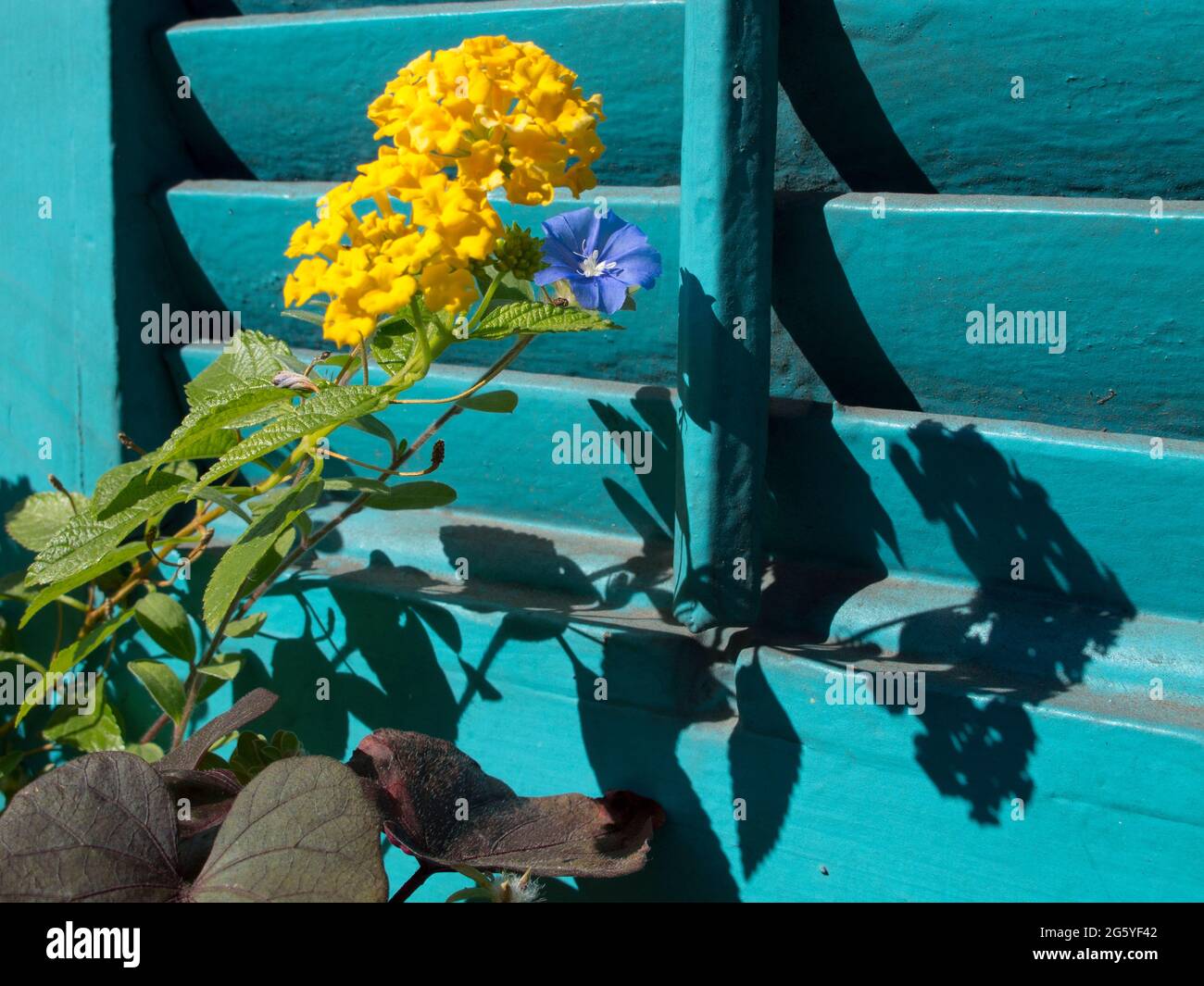 A flowers casts shadows against a window shutter Stock Photo - Alamy