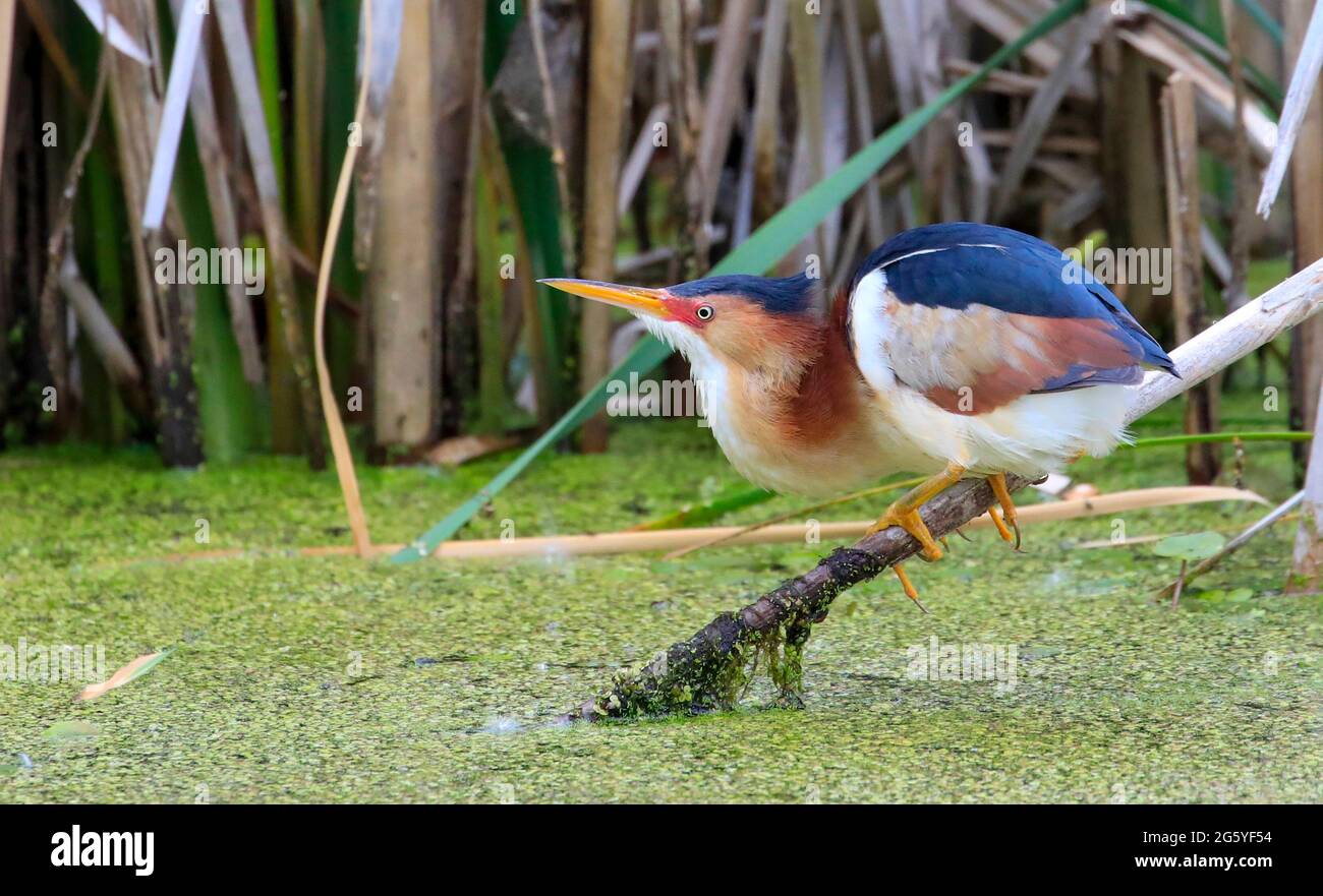 Bittern and heron family hi-res stock photography and images - Alamy