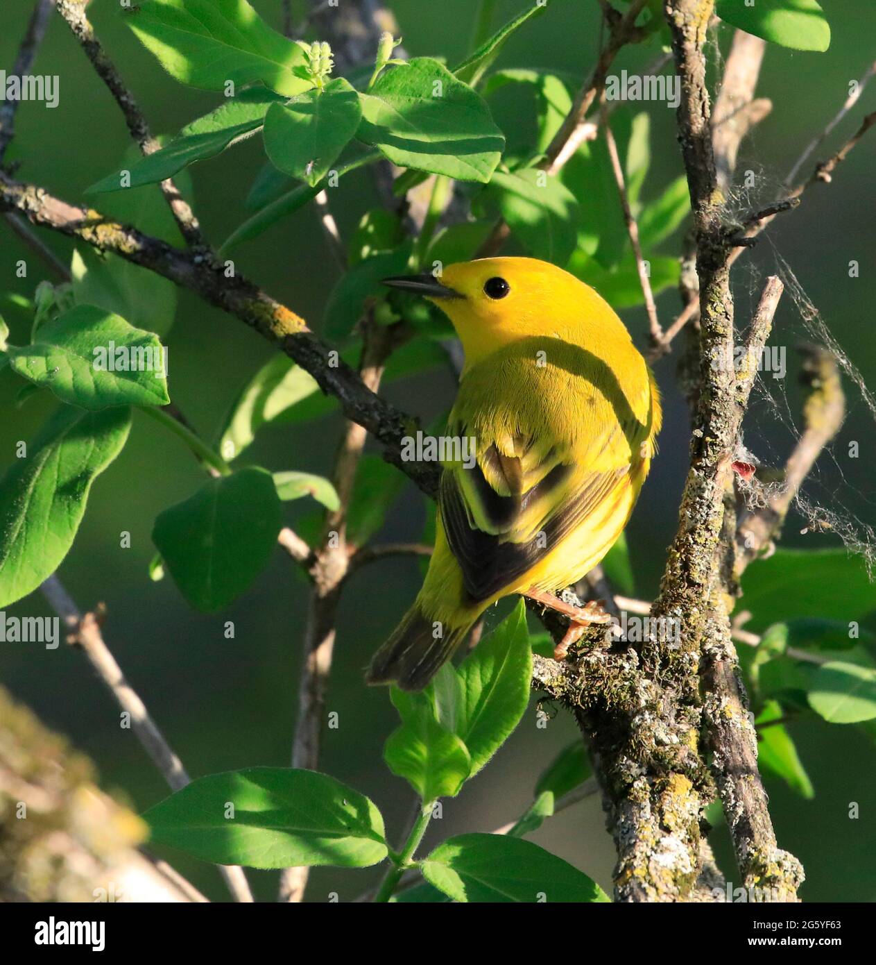 Yellow Warbler: This nervous bird is always on the move. You do not ...