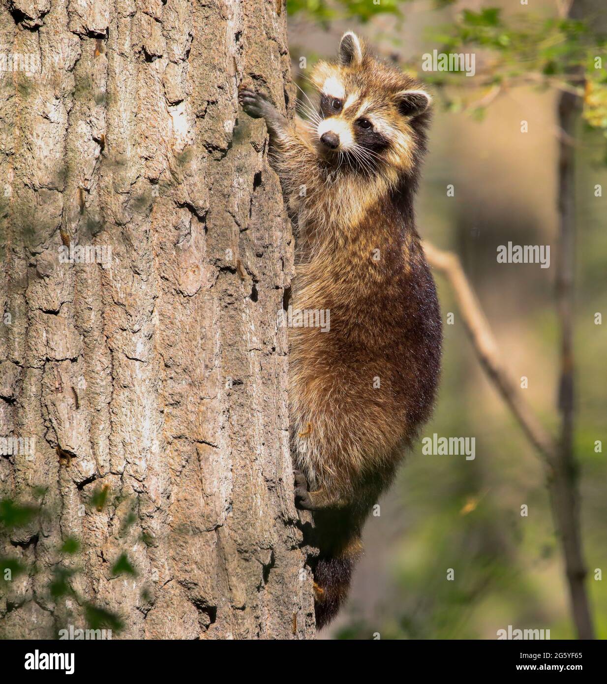 How to climb a tree hi-res stock photography and images - Alamy
