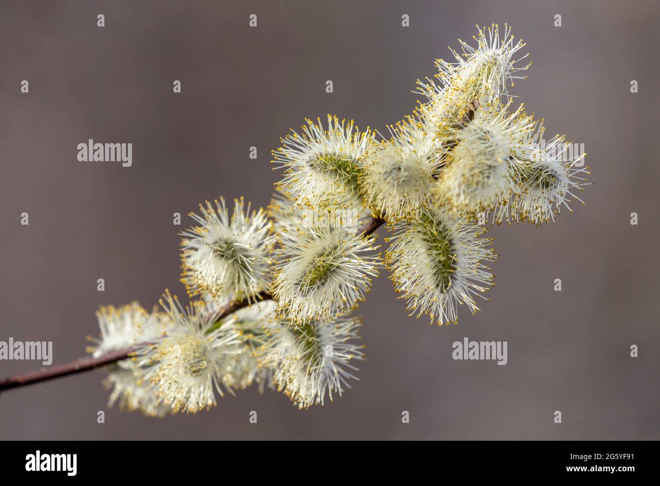 Pussy willow are in bloomed in Montreal (2021). It is fascinating to ...