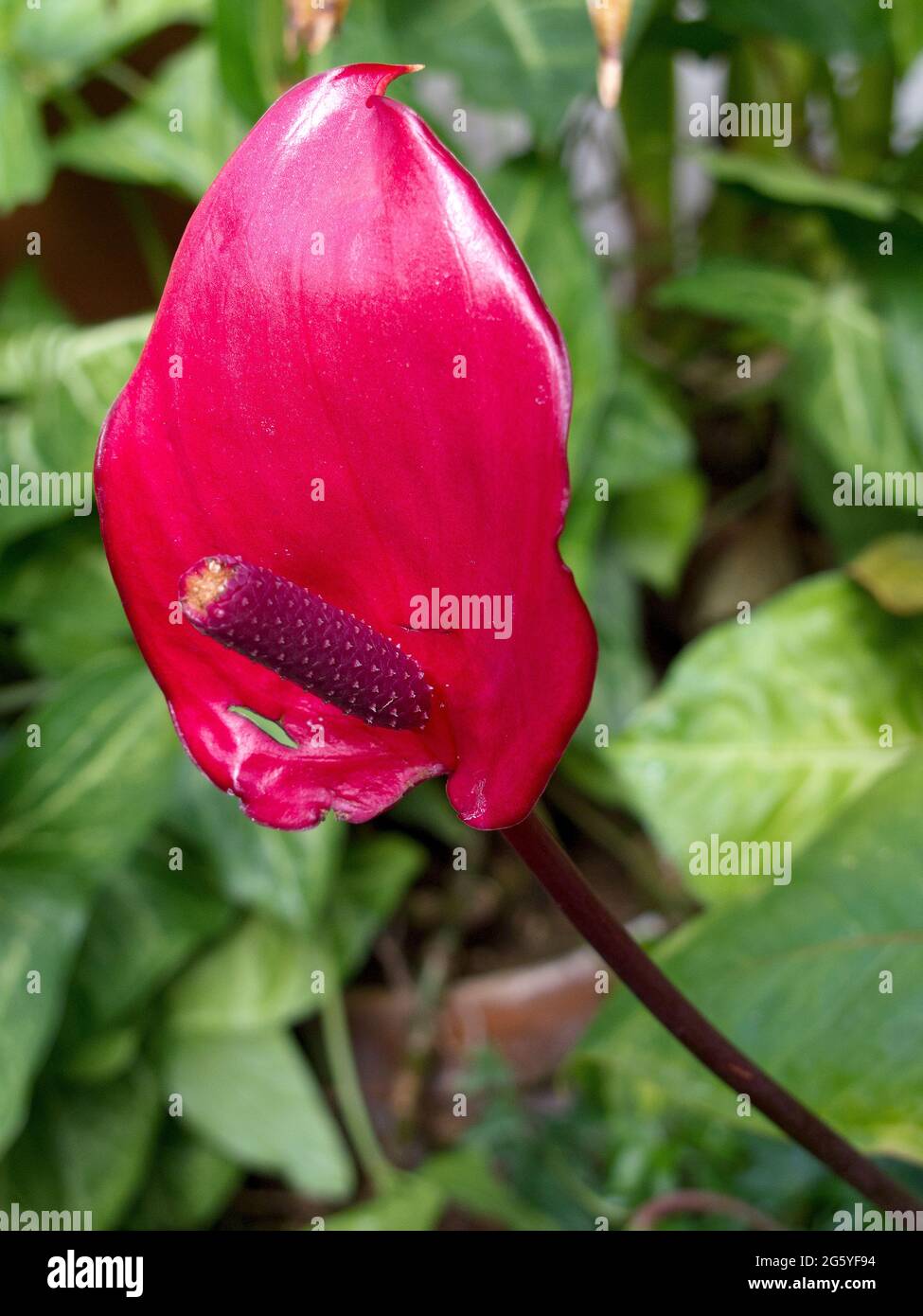 A red peace lily, Spathiphyllum Stock Photo - Alamy