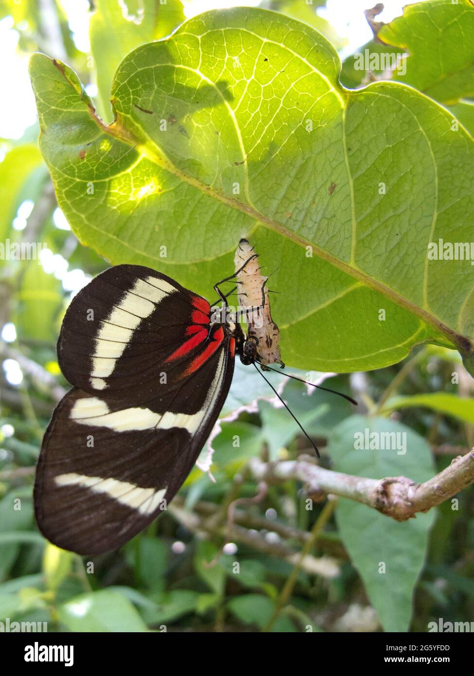 A male butterfly, Heliconius hewitsoni, sits on the pupae of a female ...