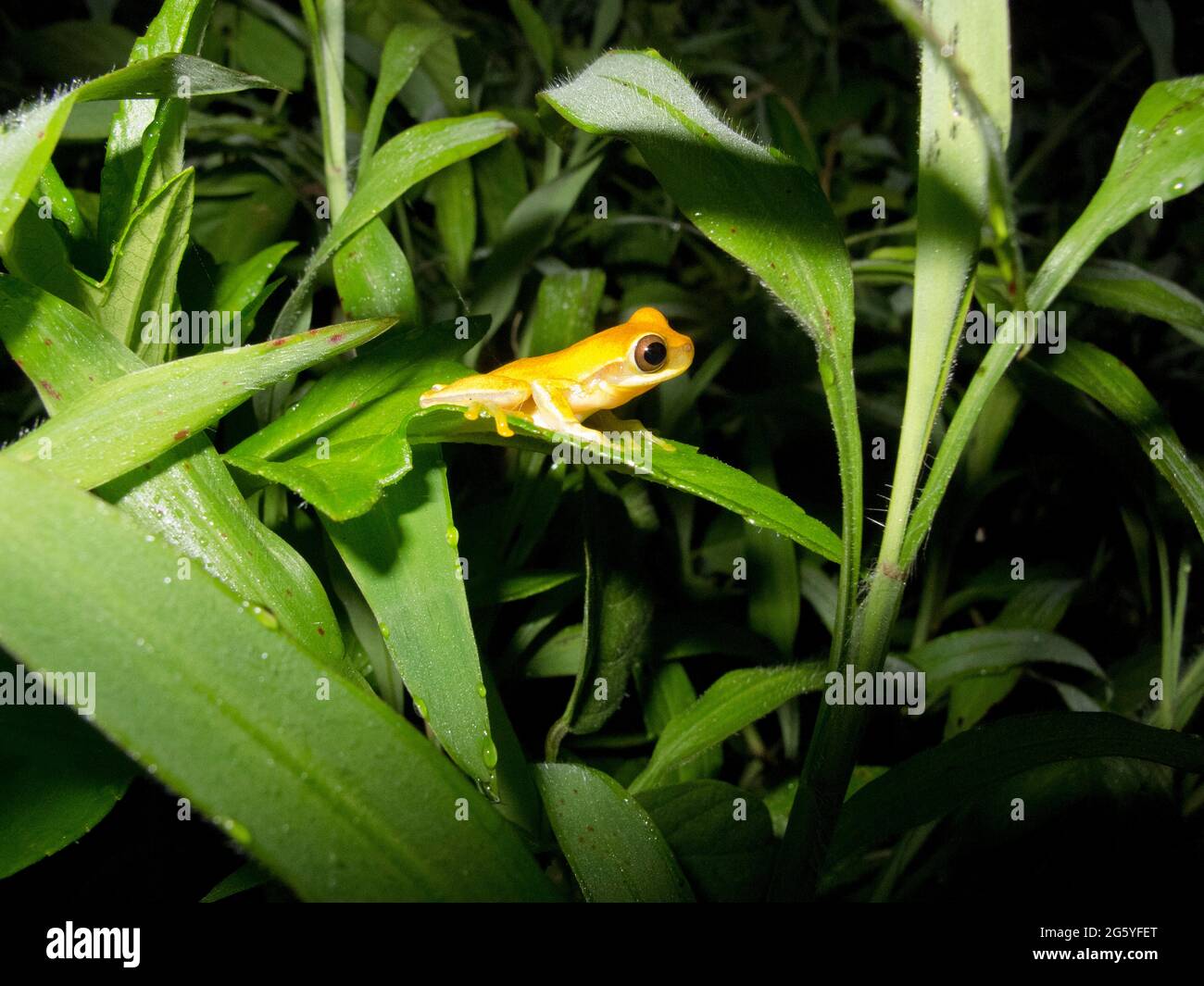 An hourglass tree frog, Hyla ebraccata, sits on a leaf Stock Photo - Alamy