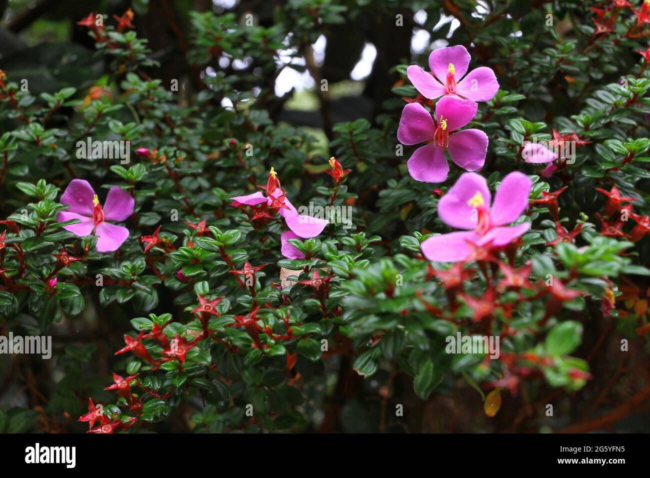 Living near volcano hi-res stock photography and images - Alamy
