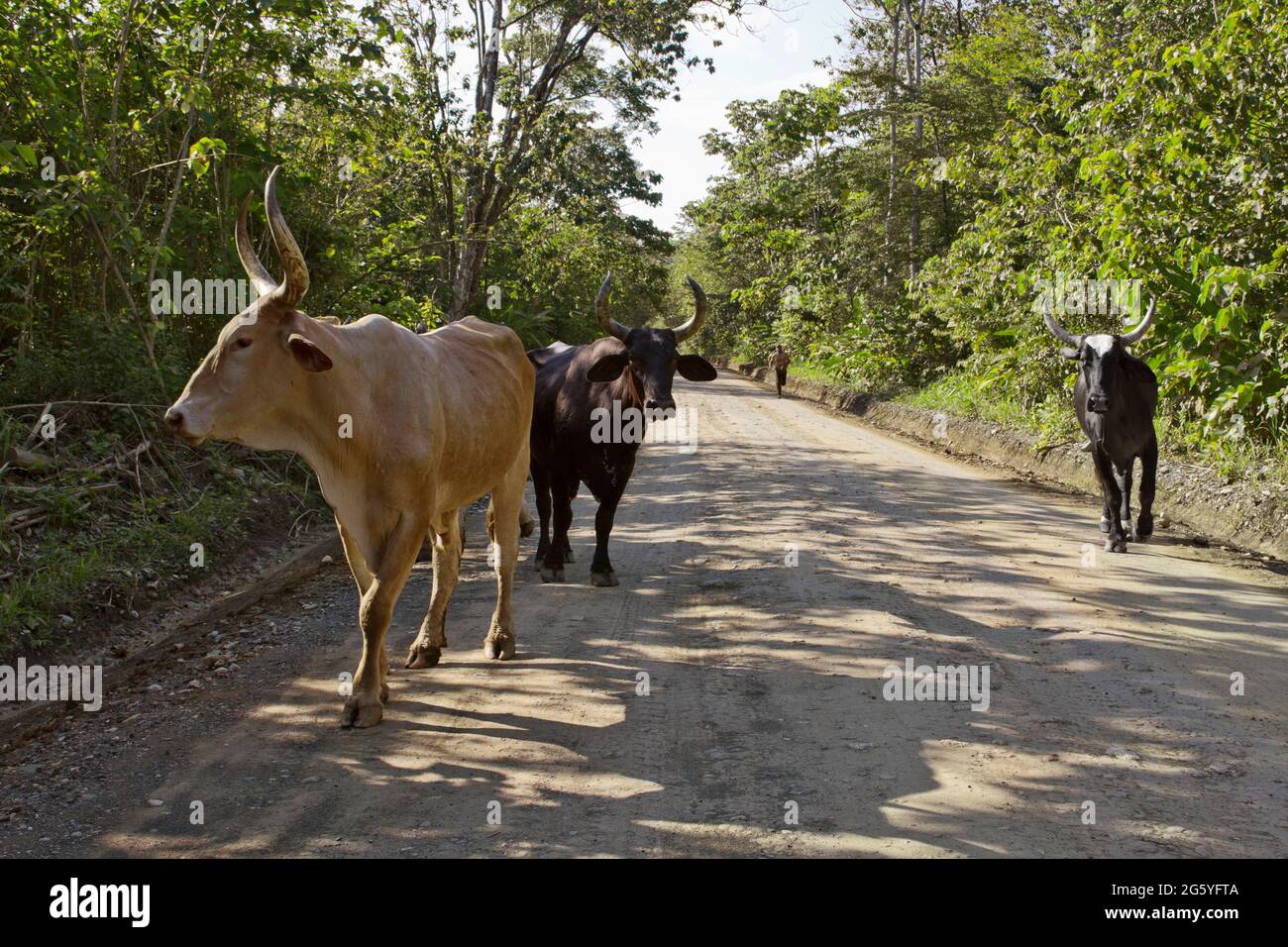 Escaped cattle hi-res stock photography and images - Alamy