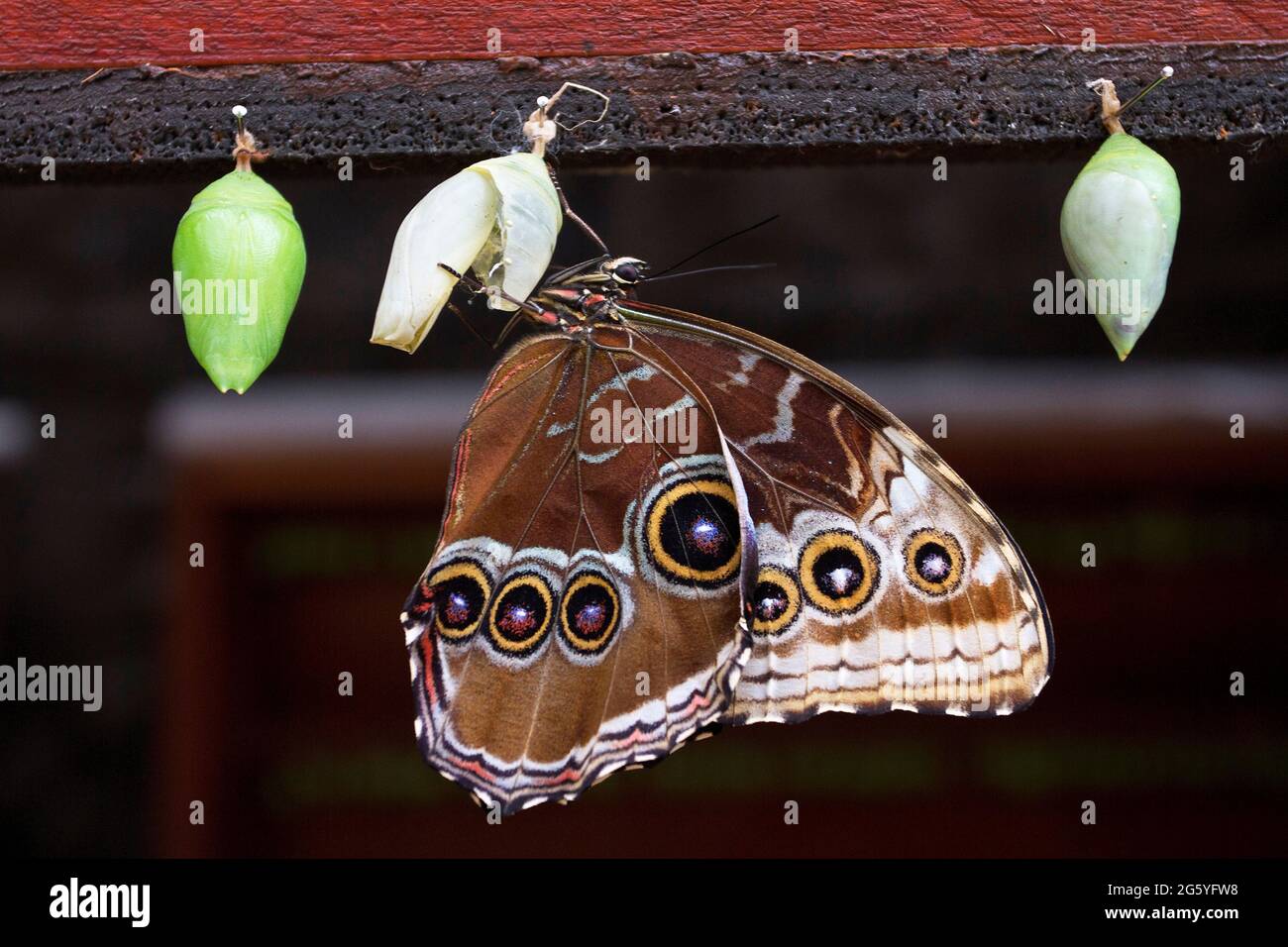 A blue morpho butterfly, Morpho peleides limpida, on its chrysalis ...