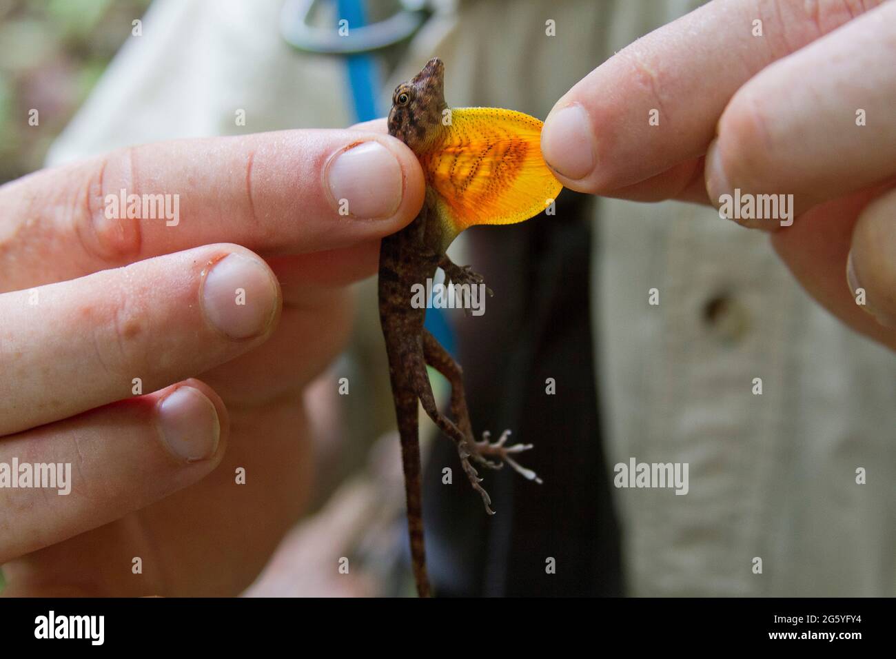 A guide shows the dewlap of a Golfo-Dulce anole, Norops polylepis Stock ...