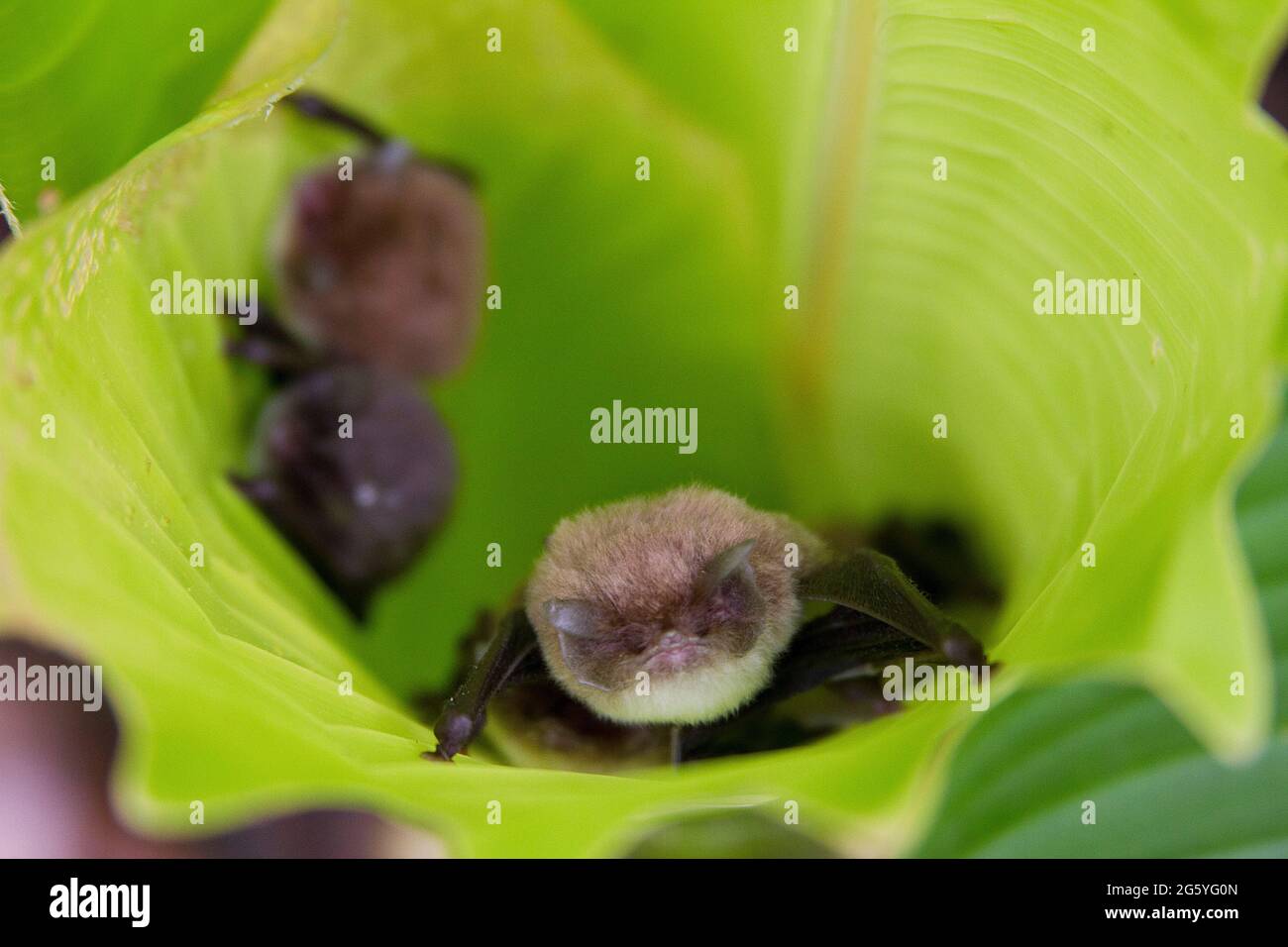 Thyroptera Tricolor High Resolution Stock Photography and Images - Alamy