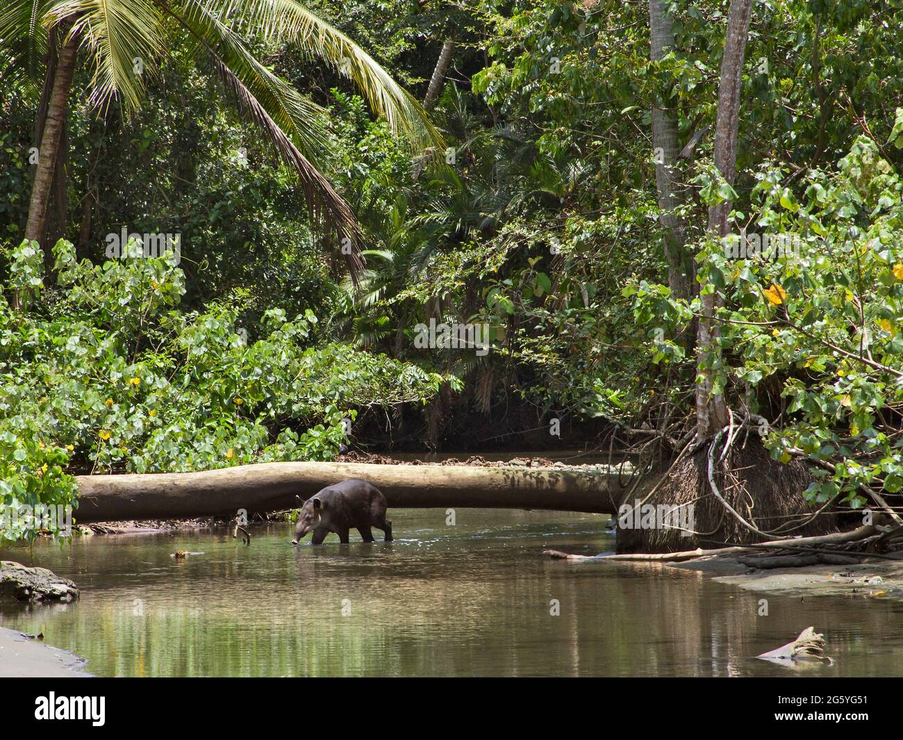 Bairds tapir animal fauna hi-res stock photography and images - Alamy