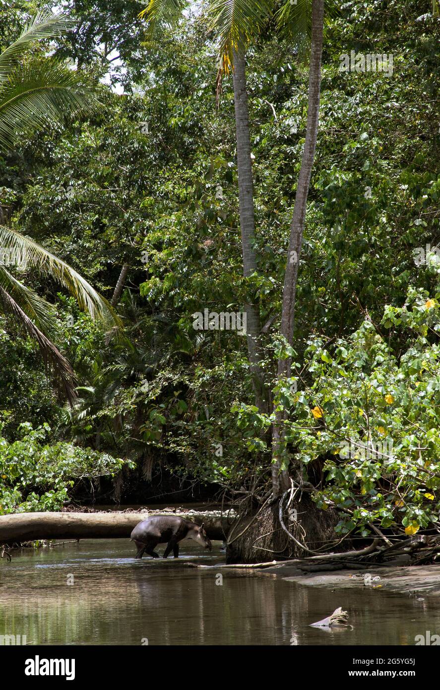 A Baird's tapir, Tapirus bairdii, wades through the water Stock Photo ...