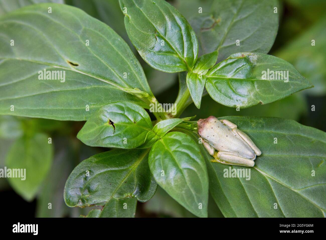 A view looking straight down on a glass frog sitting on a leaf Stock ...