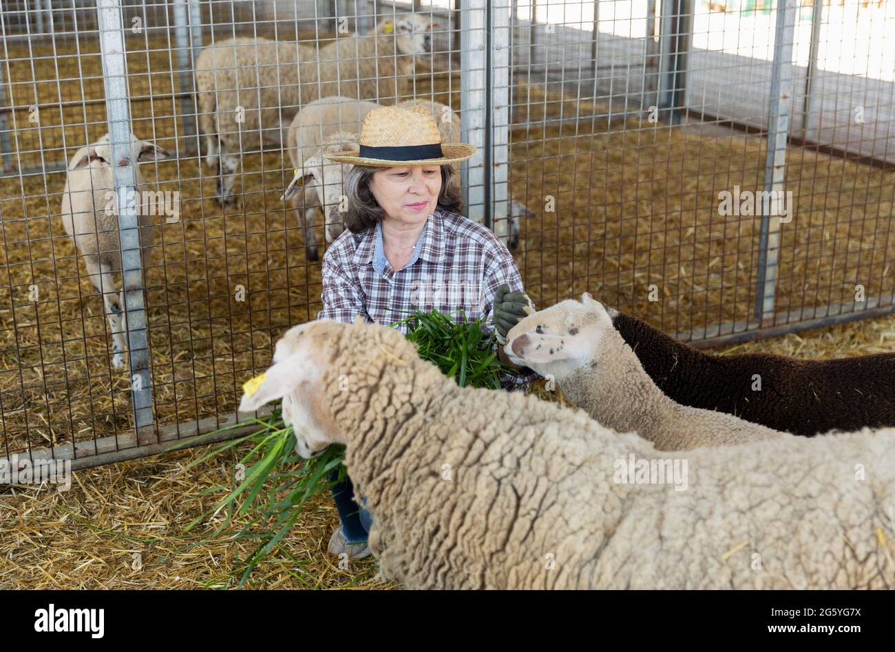 Female farm worker taking care of sheep Stock Photo - Alamy
