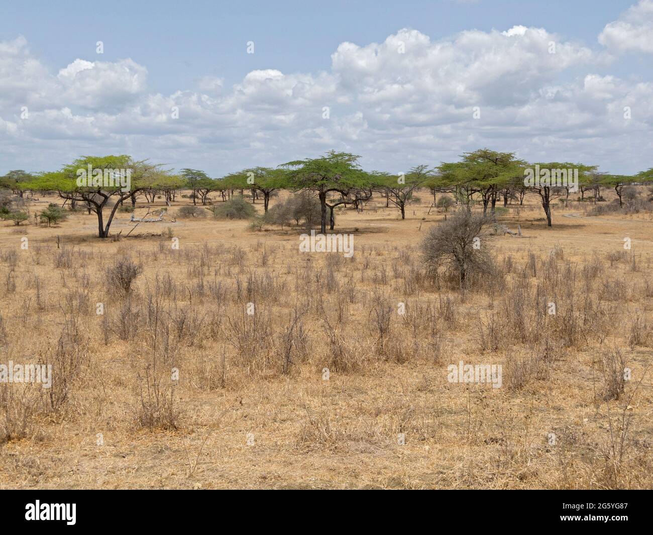 A landscape view of Selous Game Reserve Stock Photo - Alamy