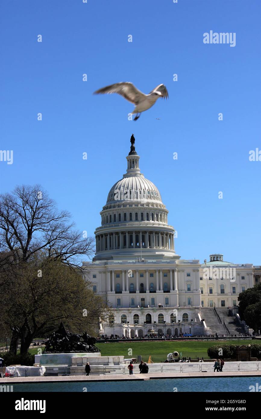 American seagull hi-res stock photography and images - Alamy