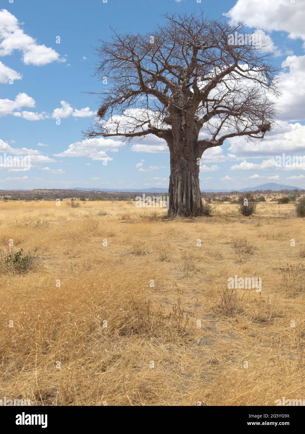 A baobab tree, Adansonia digitata, stands out in the dry landscape ...