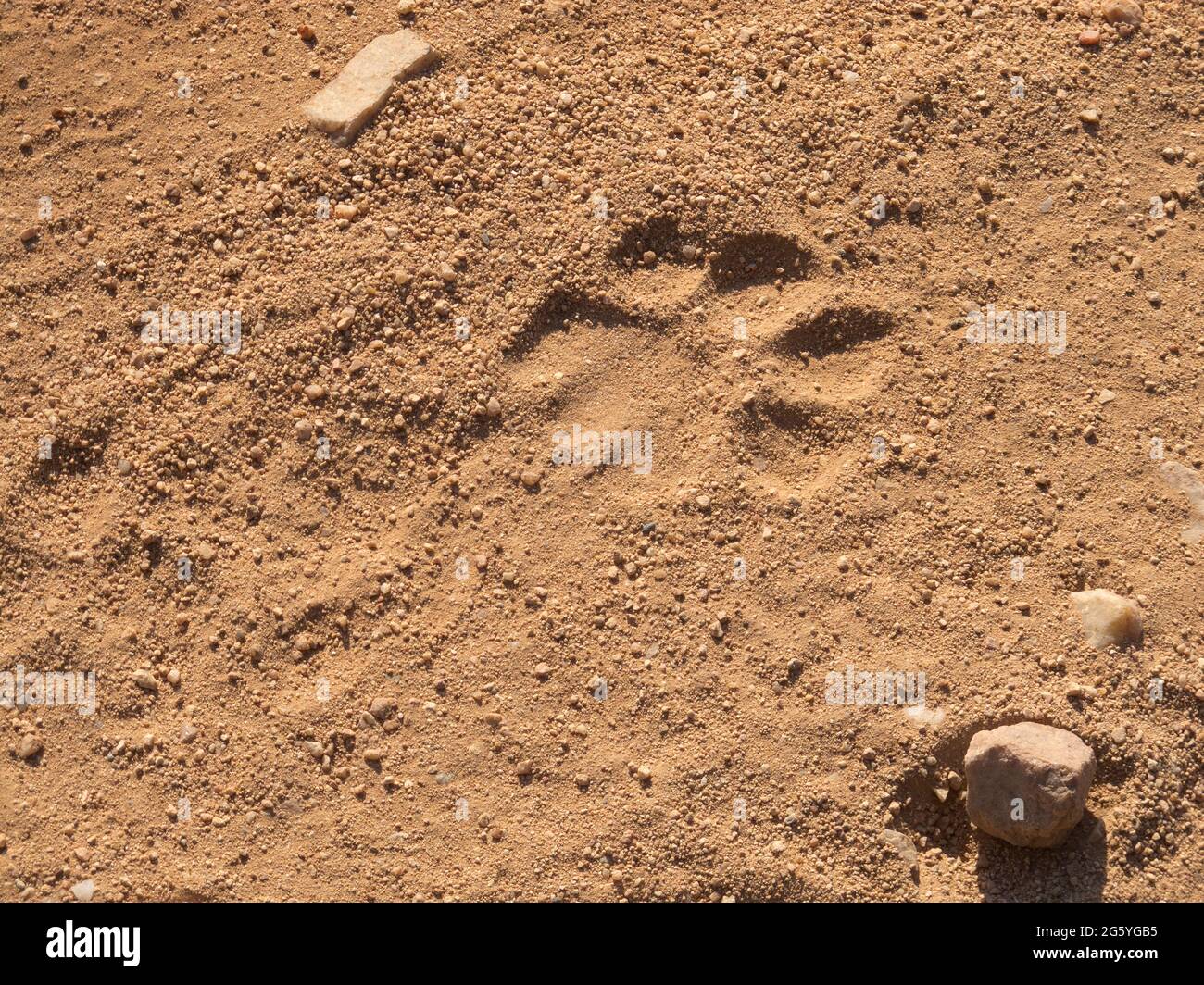 Lion footprint hi-res stock photography and images - Alamy