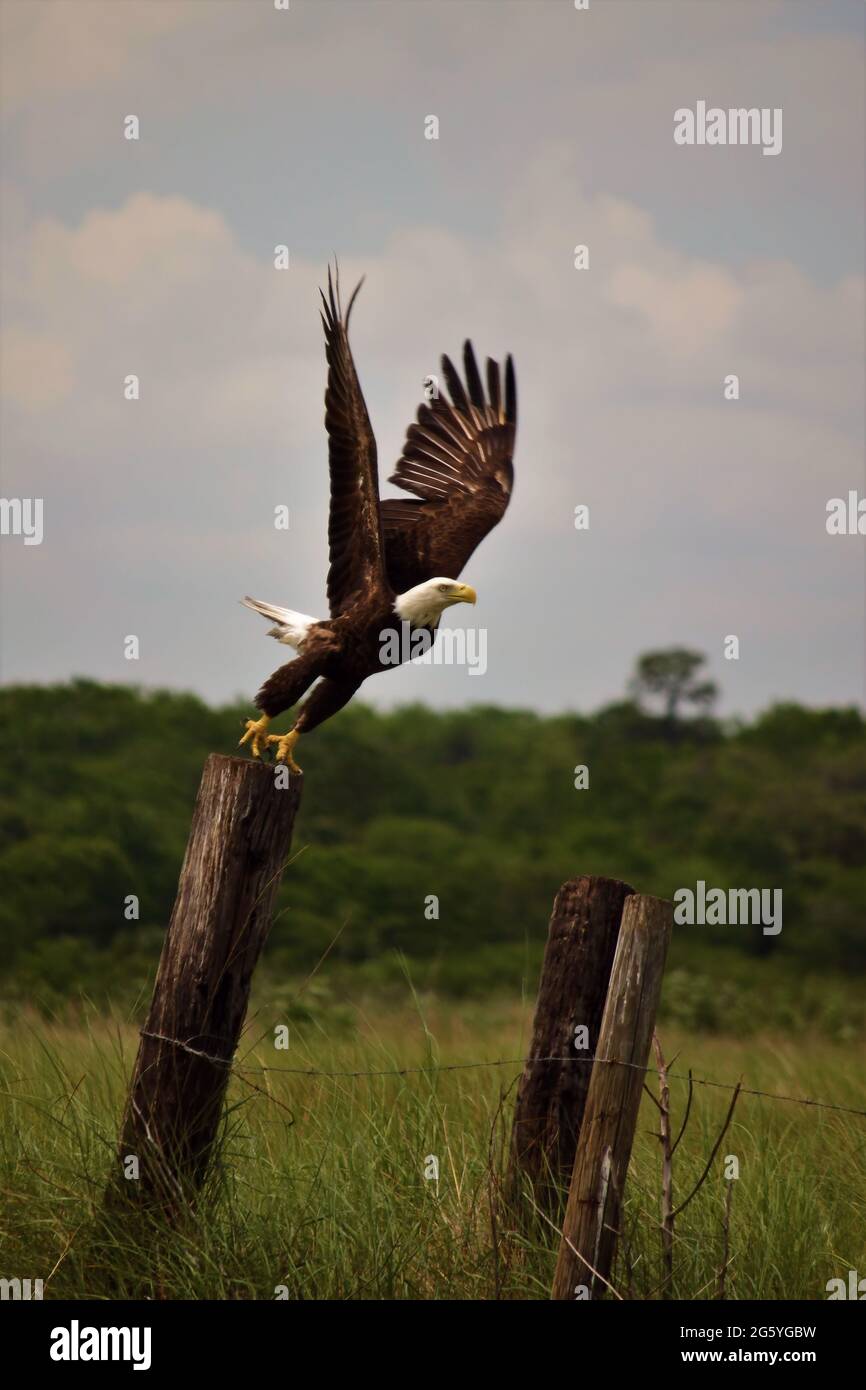 Eagle post hi-res stock photography and images - Alamy