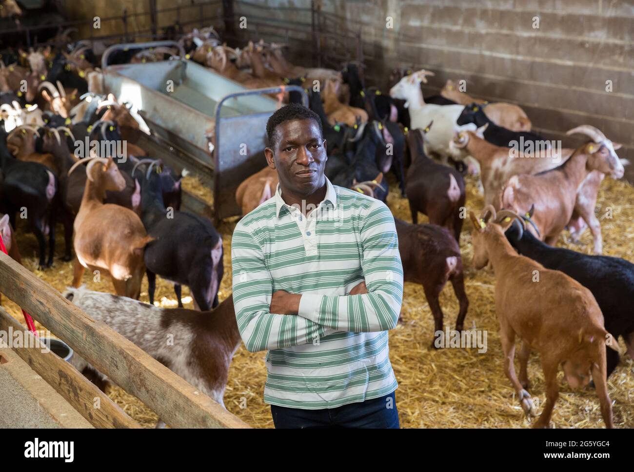 Confident African American man in goat stall Stock Photo - Alamy