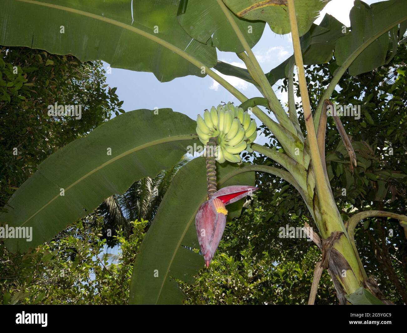 Hanging banana inflorescence hi-res stock photography and images - Alamy