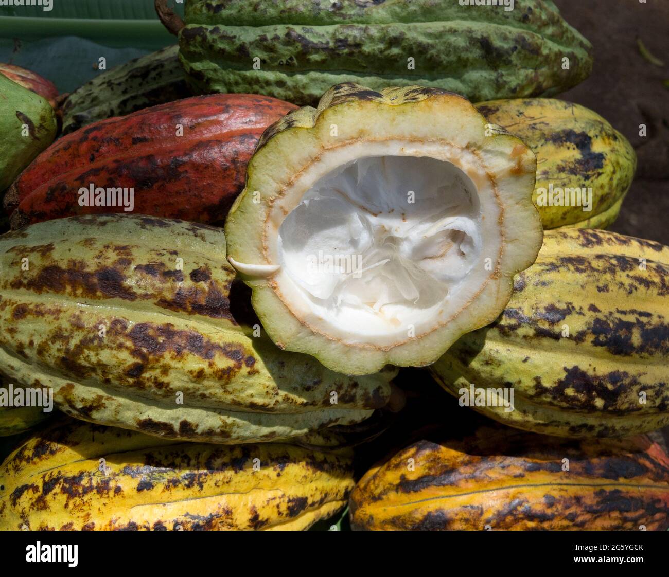 An open cacao pod reveals the white pulp inside Stock Photo - Alamy
