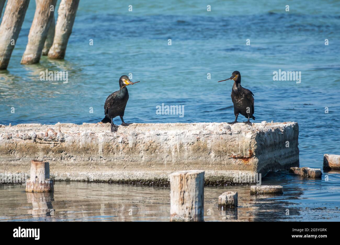 Two cormorants are pulling a stick. Two cormorants are playing on the ...