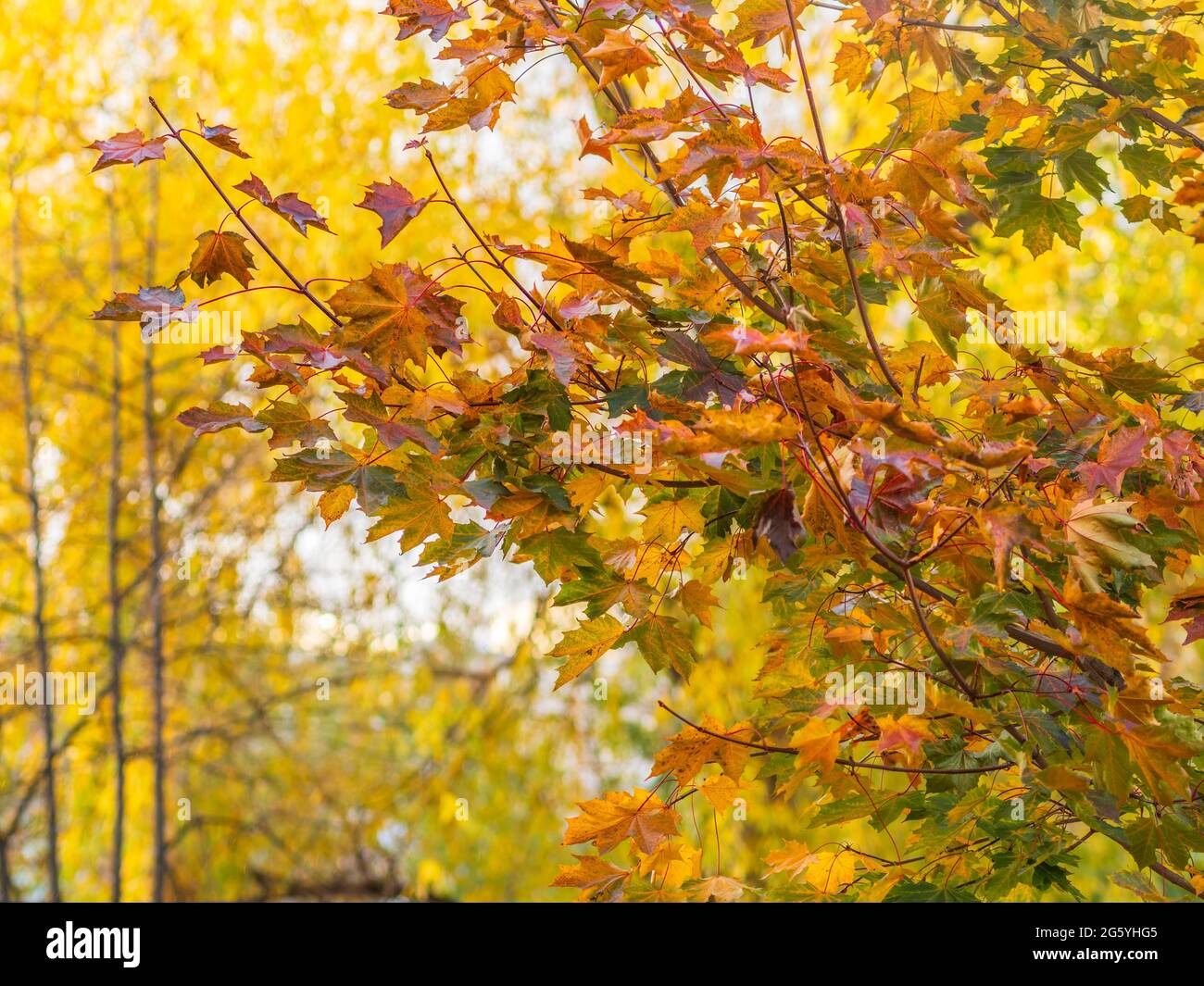 Maple branches with yellow leaves in autumn, in the light of sunset. Dry autumnal leaves ...