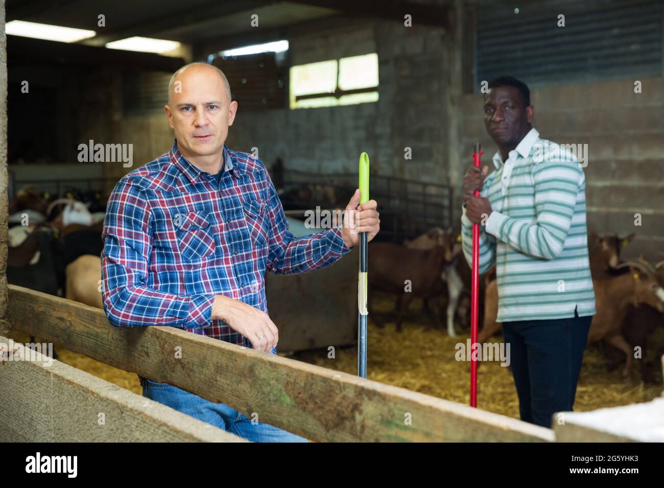 Two men working in goat barn Stock Photo - Alamy