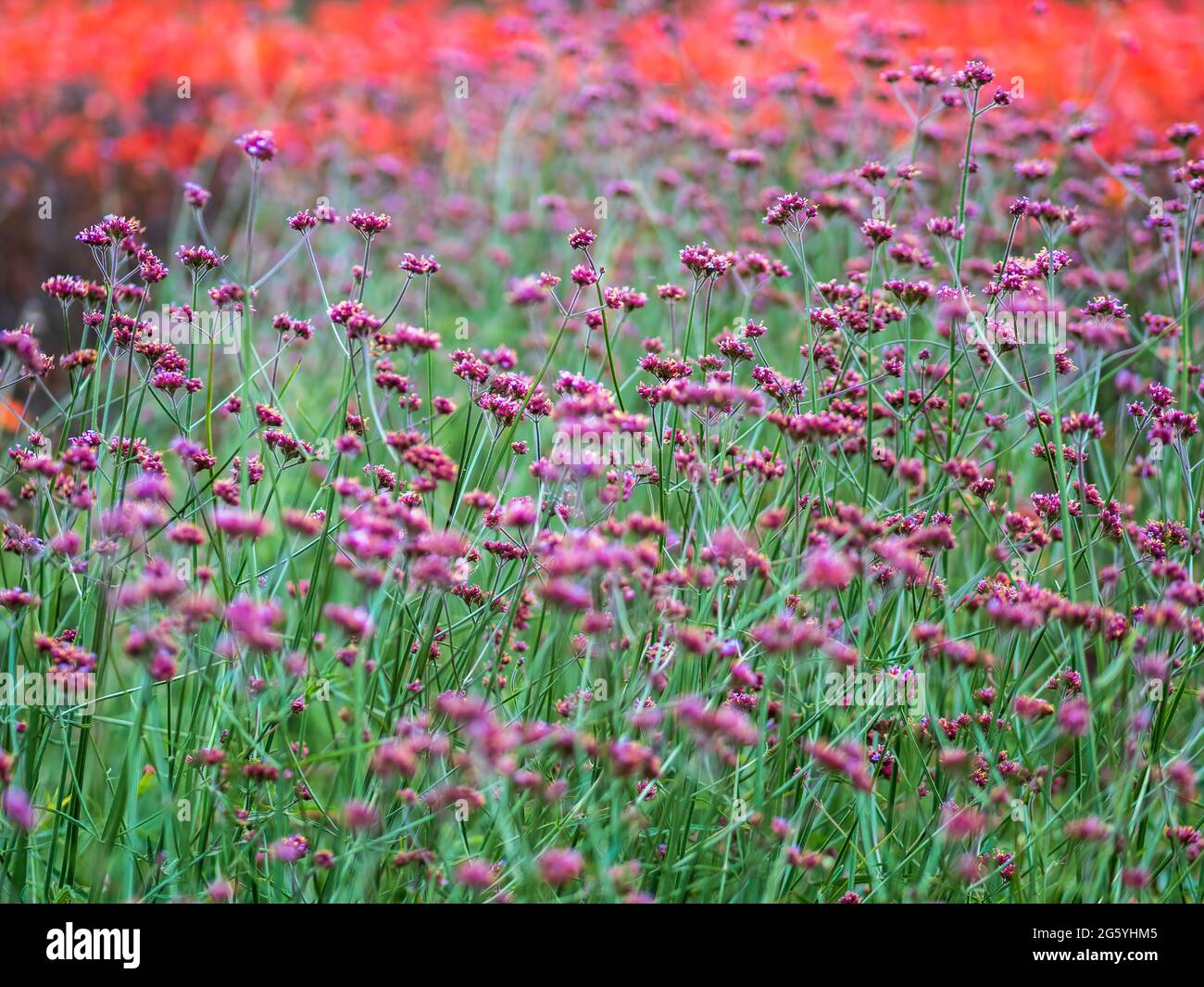 Verbena bonariensis flowers, Argentinian Vervain or Purpletop Vervain ...