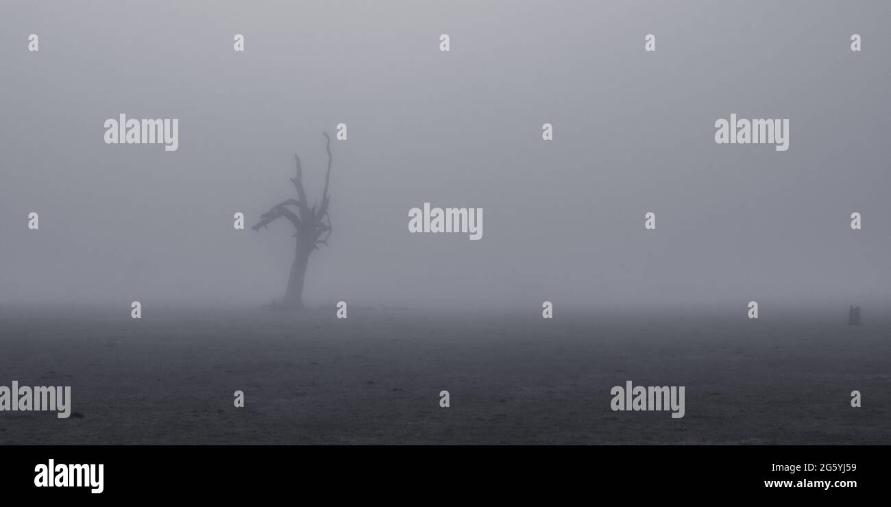 Creepy tree hi-res stock photography and images - Alamy