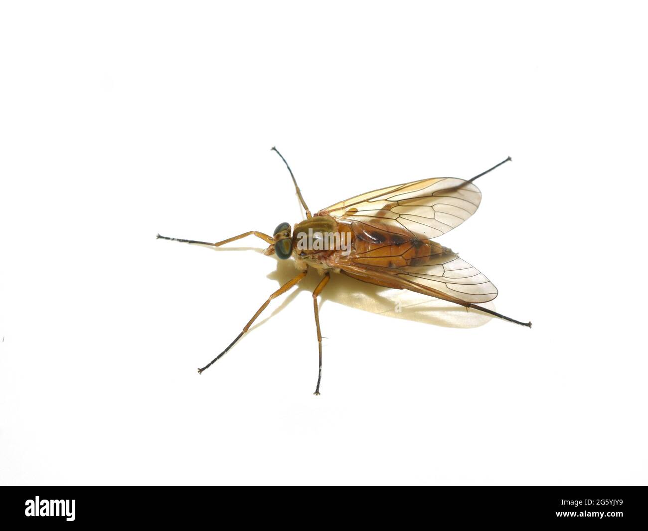 Marsh snipe fly Rhagio tringarius isolated on white background Stock ...